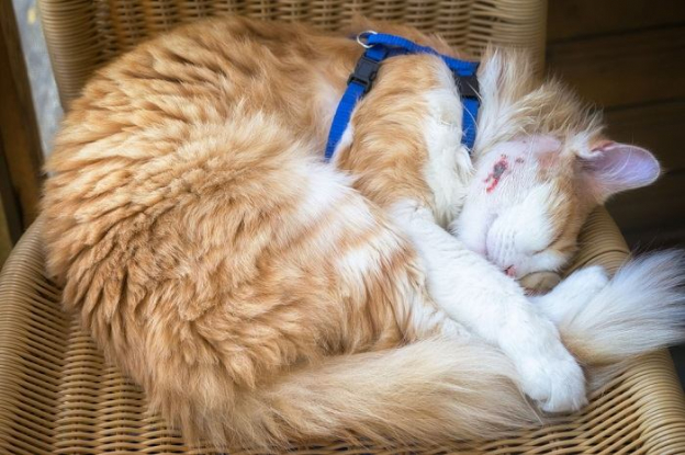 Abcès chez le chat : causes, symptômes et traitement - Cats.com