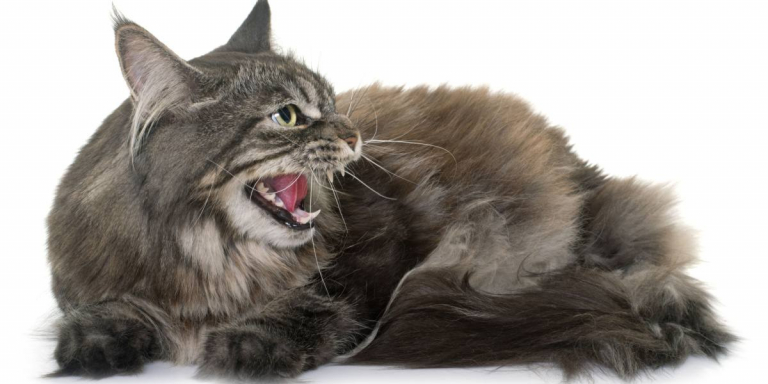 Comment savoir si un chat est en colère ? - Cats.com