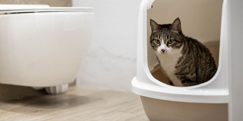 Le guide ultime sur l'urine de chat - Cats.com