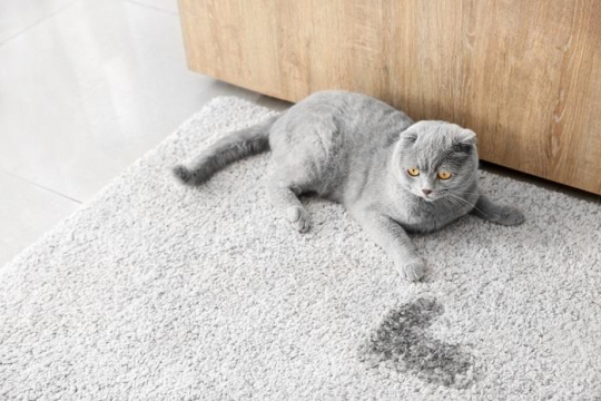 Le guide ultime sur l'urine de chat - Cats.com