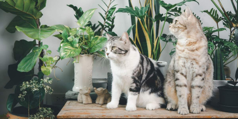 21 fleurs adaptées aux chats que vous pouvez acheter ou cultiver - Cats.com