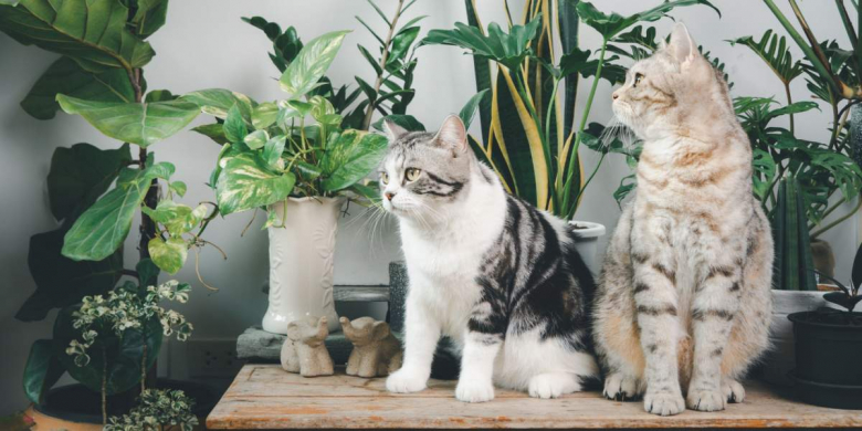 21 fleurs adaptées aux chats que vous pouvez acheter ou cultiver - Cats.com