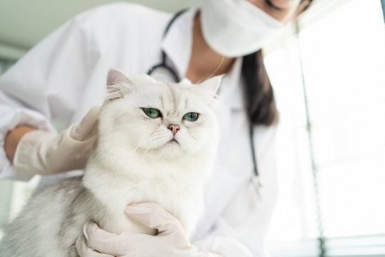 Stomatite chez le chat : causes, symptômes et traitement - Cats.com