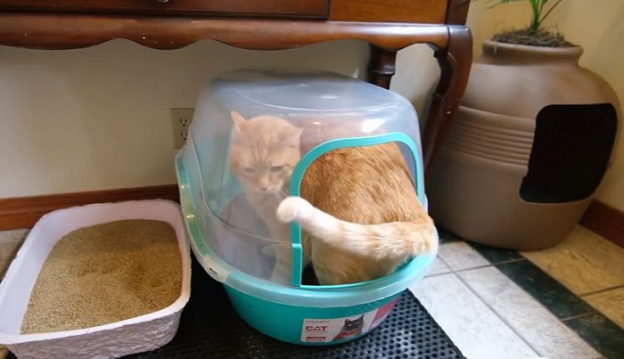 Le guide ultime sur l'urine de chat - Cats.com