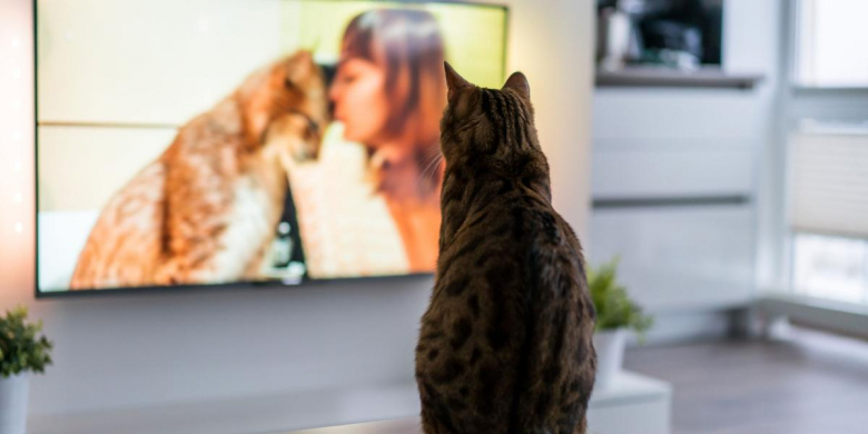 La télévision pour chats est-elle vraiment bonne pour les chats ...