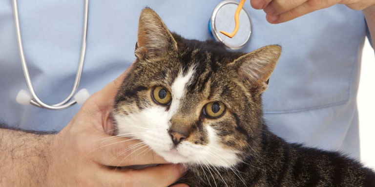 Comment retirer une tique d'un chat ? 6 étapes éprouvées. - Cats.com