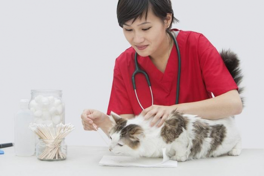 Comment nettoyer les oreilles d'un chat ? Un processus simple en 10 ...