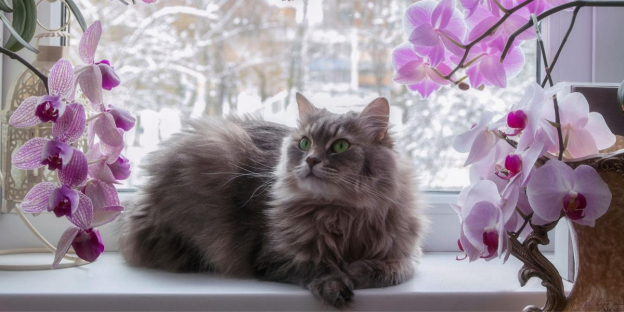 21 fleurs adaptées aux chats que vous pouvez acheter ou cultiver - Cats.com