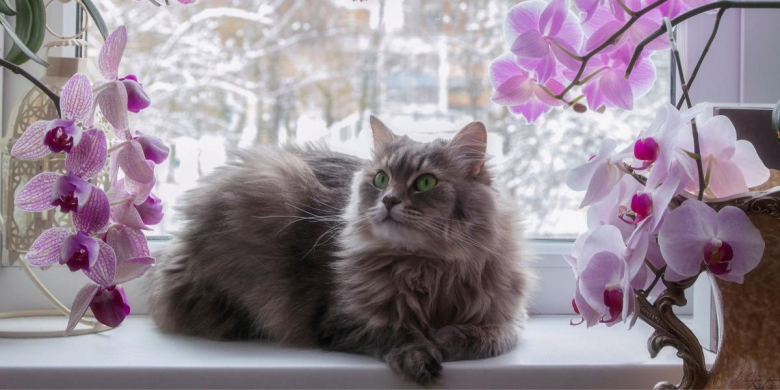 21 fleurs adaptées aux chats que vous pouvez acheter ou cultiver - Cats.com