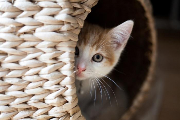 Positions des oreilles de chat et leur signification réelle (Avec ...