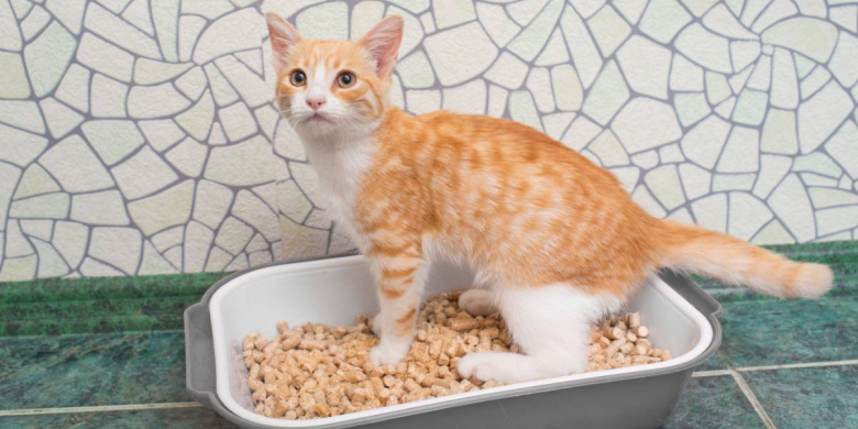 Le guide ultime sur l'urine de chat - Cats.com