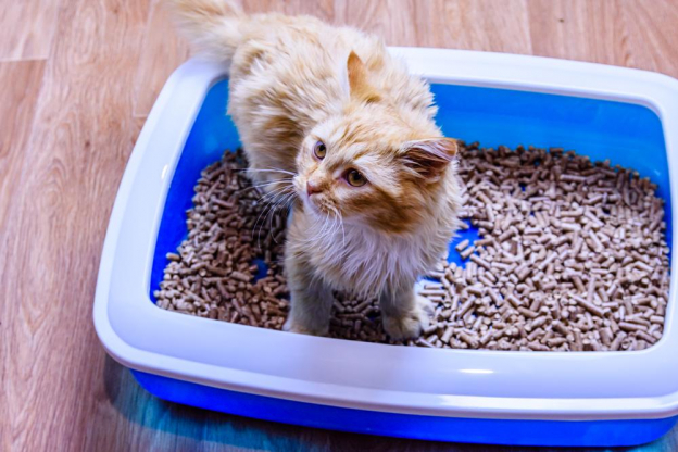 Le guide ultime sur l'urine de chat - Cats.com