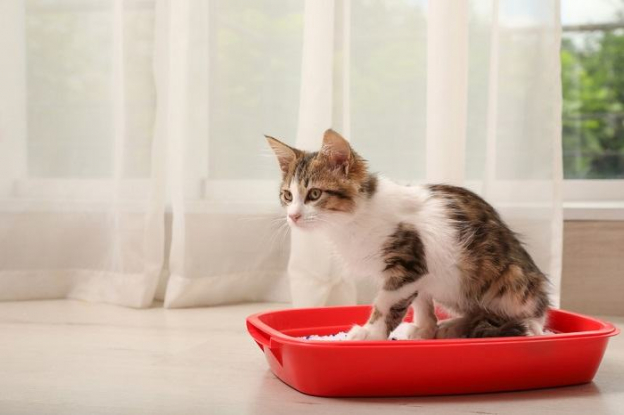 Le guide ultime sur l'urine de chat - Cats.com