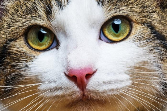Guide d'anatomie du chat - Cats.com