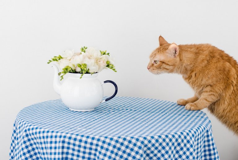 21 fleurs adaptées aux chats que vous pouvez acheter ou cultiver - Cats.com