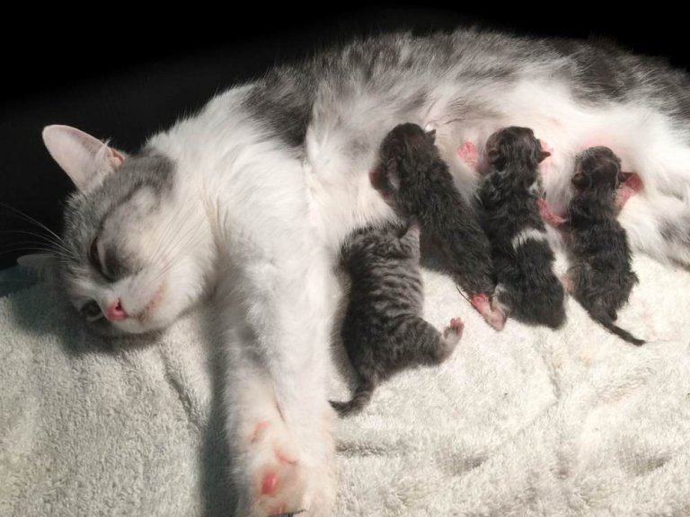 10 signes de grossesse chez les chats. - Cats.com