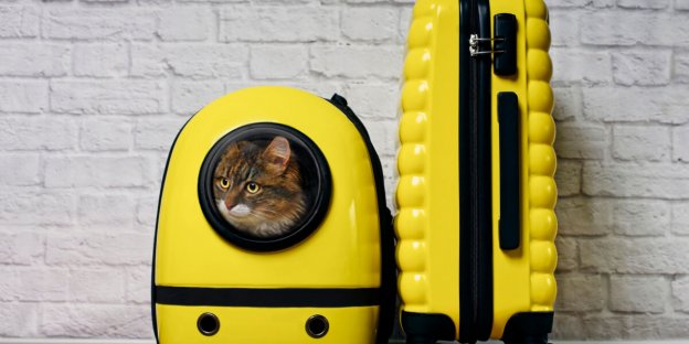 Le guide complet pour voyager en avion avec votre chat - Cats.com