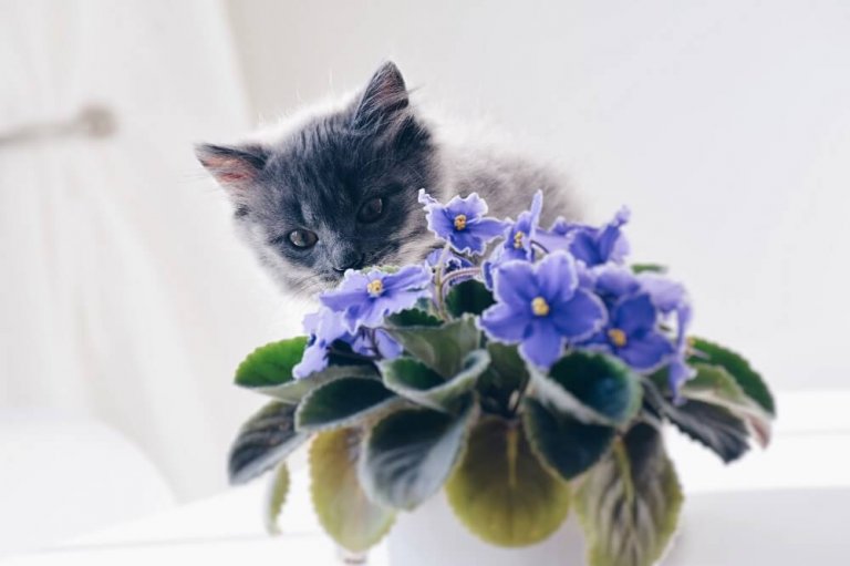 21 fleurs adaptées aux chats que vous pouvez acheter ou cultiver - Cats.com