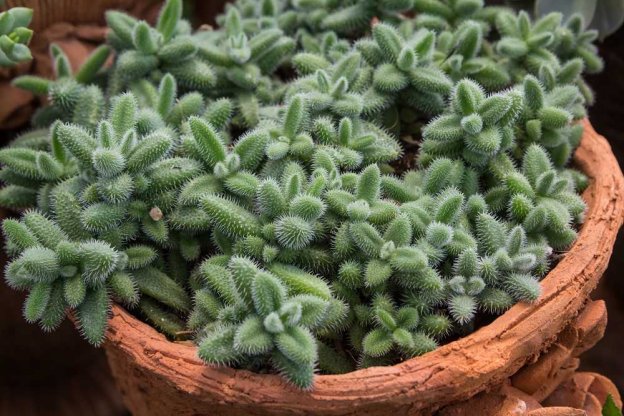 21 fleurs adaptées aux chats que vous pouvez acheter ou cultiver - Cats.com