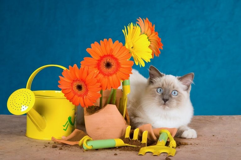 21 fleurs adaptées aux chats que vous pouvez acheter ou cultiver - Cats.com