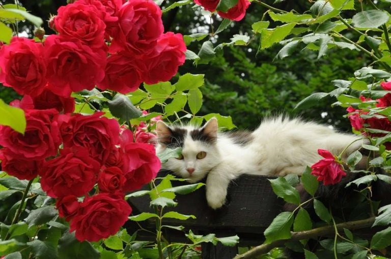 21 fleurs adaptées aux chats que vous pouvez acheter ou cultiver - Cats.com