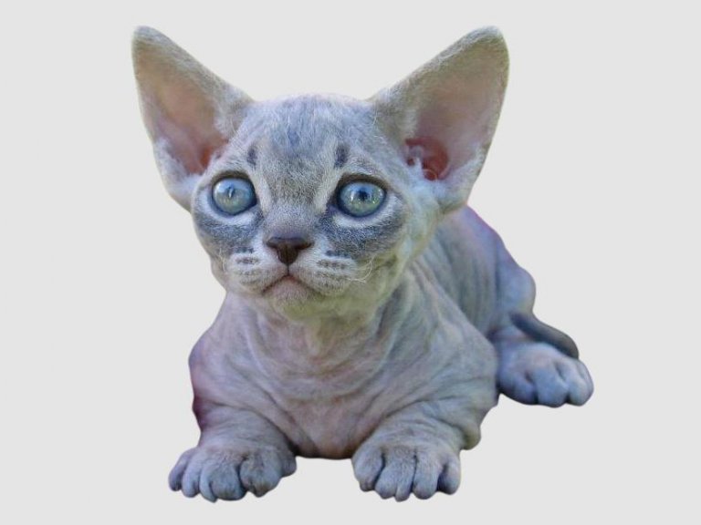 Chat Birman (Sacré de Birmanie): Caractéristiques, personnalité et ...