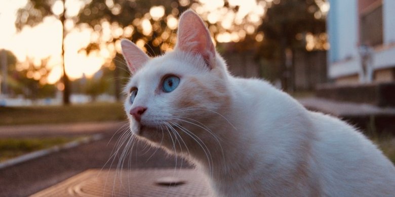 La vision du chat : comment les chats voient-ils le monde ? - Cats.com