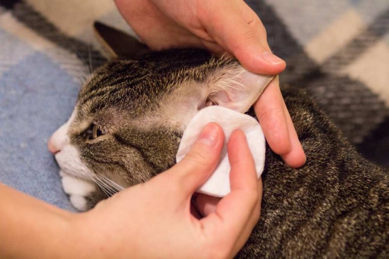 Hématomes sur les oreilles des chats : causes, symptômes et traitement ...