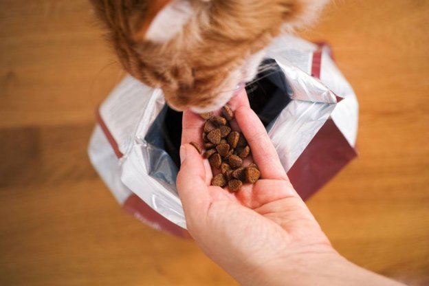 Dates d'expiration des aliments pour chats : conseils pour la sécurité ...