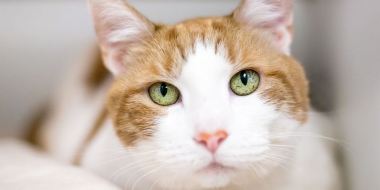 Mélanose de l'iris chez le chat : causes, symptômes et traitement ...