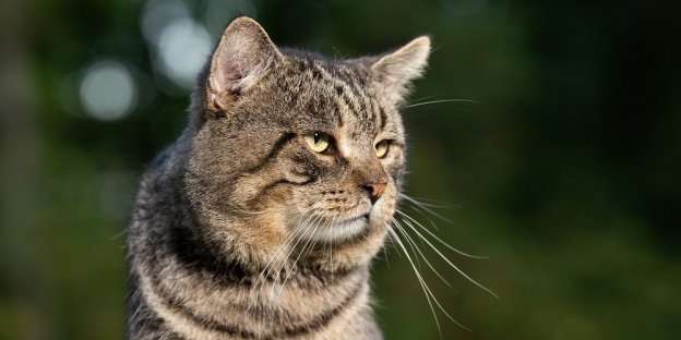 Chats mâles et femelles : apparences, personnalités et comportements ...