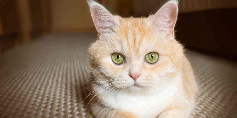 100 idées de noms pour les chats roux clairs avec leurs significations ...