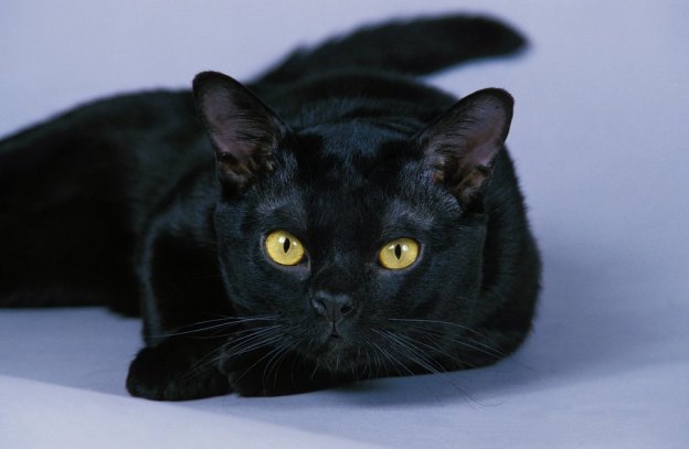 10 Adorables races de chats à poil court - Cats.com
