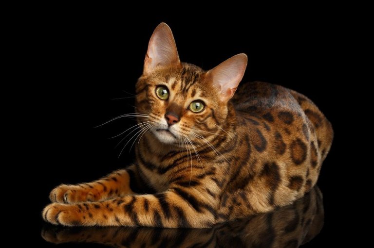 10 Adorables races de chats à poil court - Cats.com