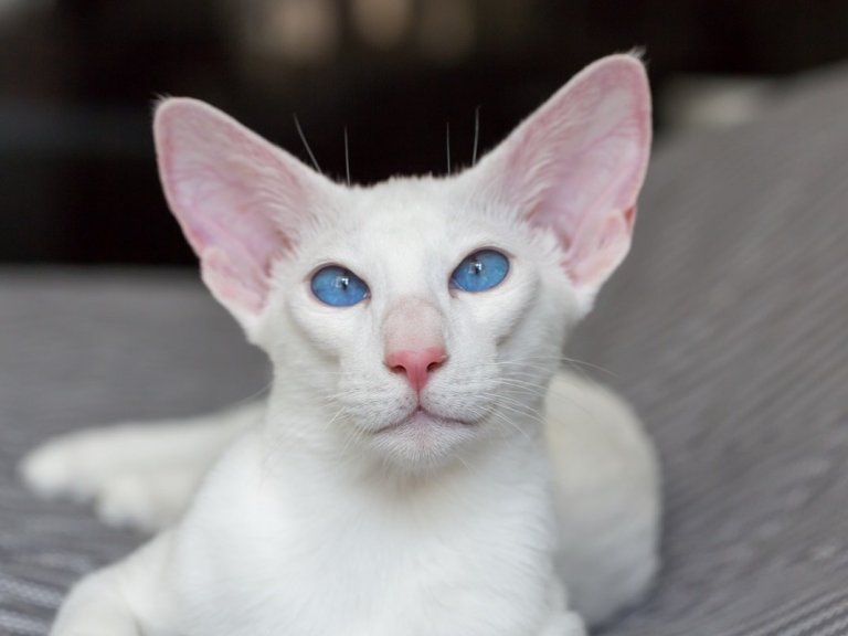 Chat Birman (Sacré de Birmanie): Caractéristiques, personnalité et ...