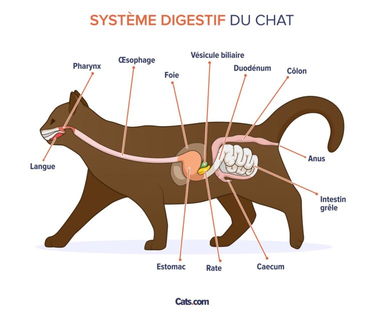 Système digestif du chat : anatomie, maladies et traitements - Cats.com