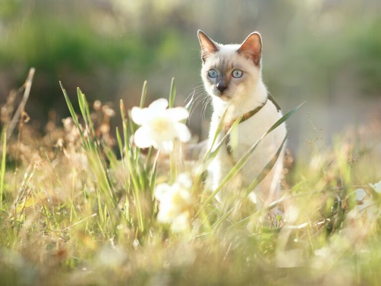600 noms de chattes les plus populaires avec leur signification Dans ...