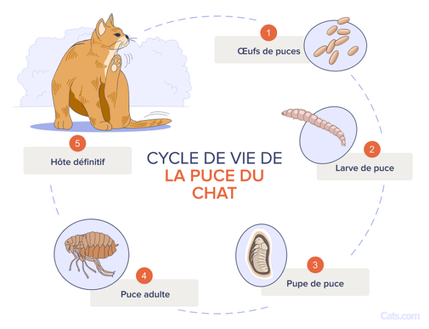 Puces du chat : identification, cycle de vie et traitement - Cats.com