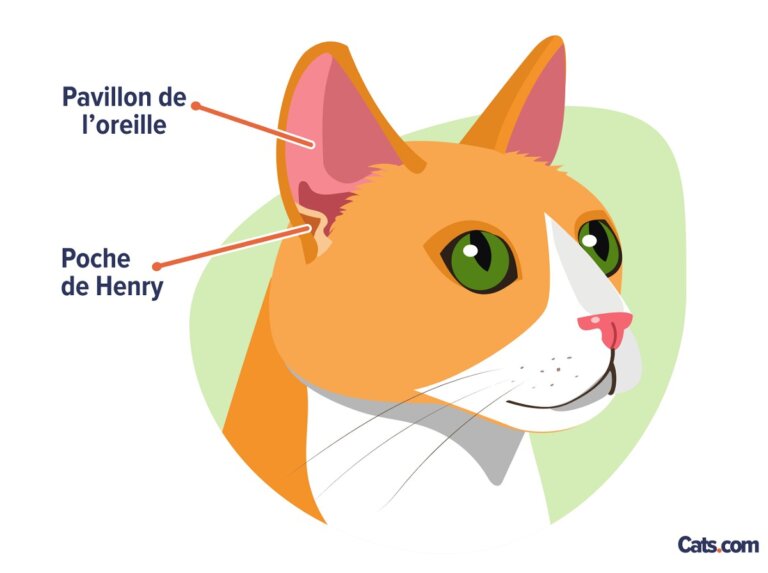 Guide d'anatomie du chat - Cats.com